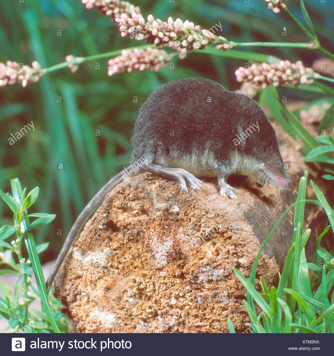 European Water Shrew Stockfotos und -bilder Kaufen - Alamy