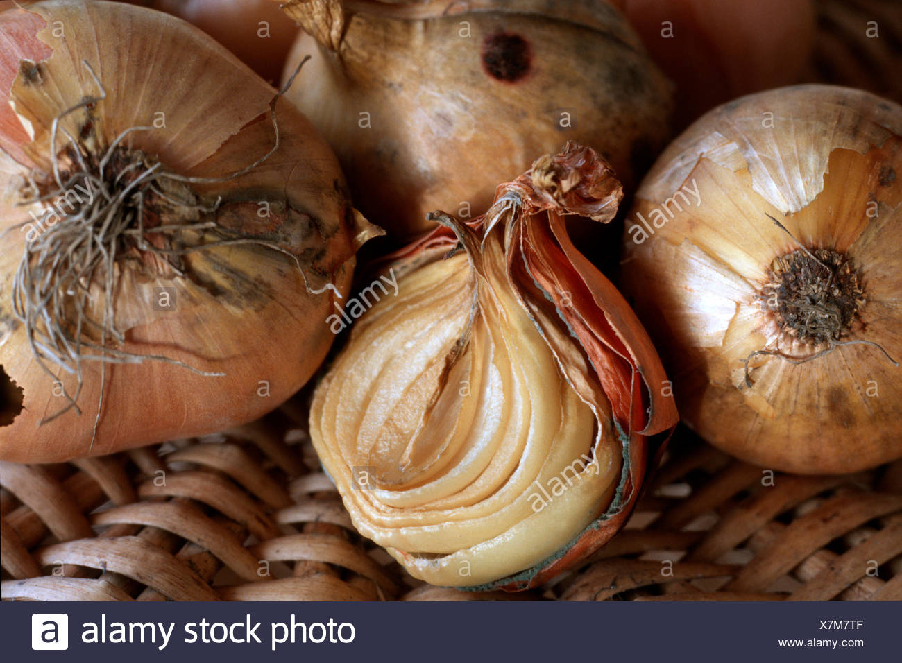 Krankheiten Der Zwiebel Zwiebel Stockfotos und -bilder Kaufen - Alamy