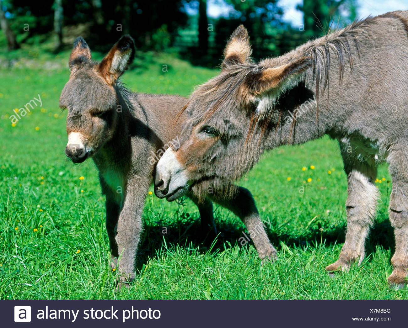 Esel Fohlen Stockfotos und -bilder Kaufen - Alamy