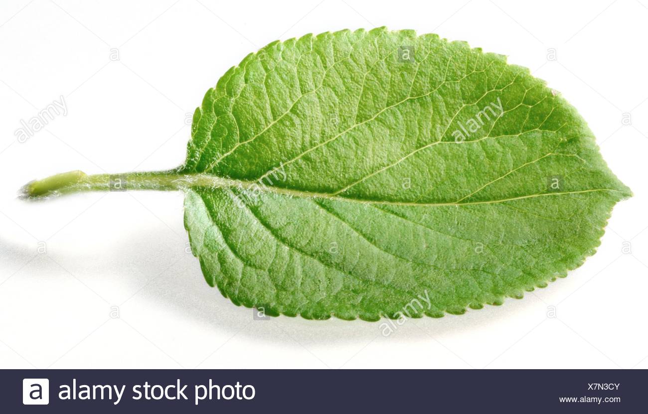 Baum Apfelbaum Stockfotos & Baum Apfelbaum Bilder - Alamy