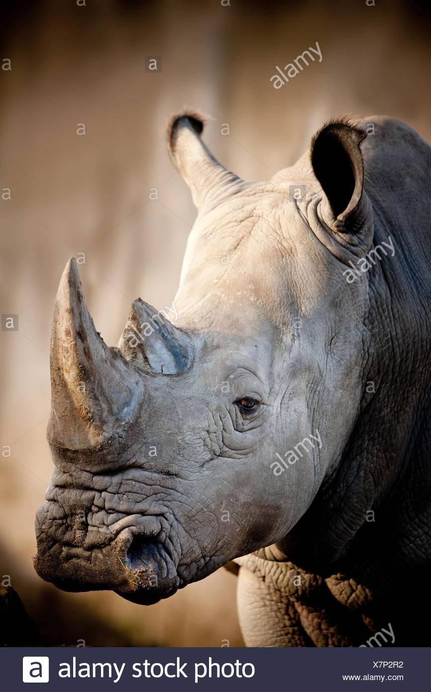 Nashorn Kopf Stockfotos und -bilder Kaufen - Alamy