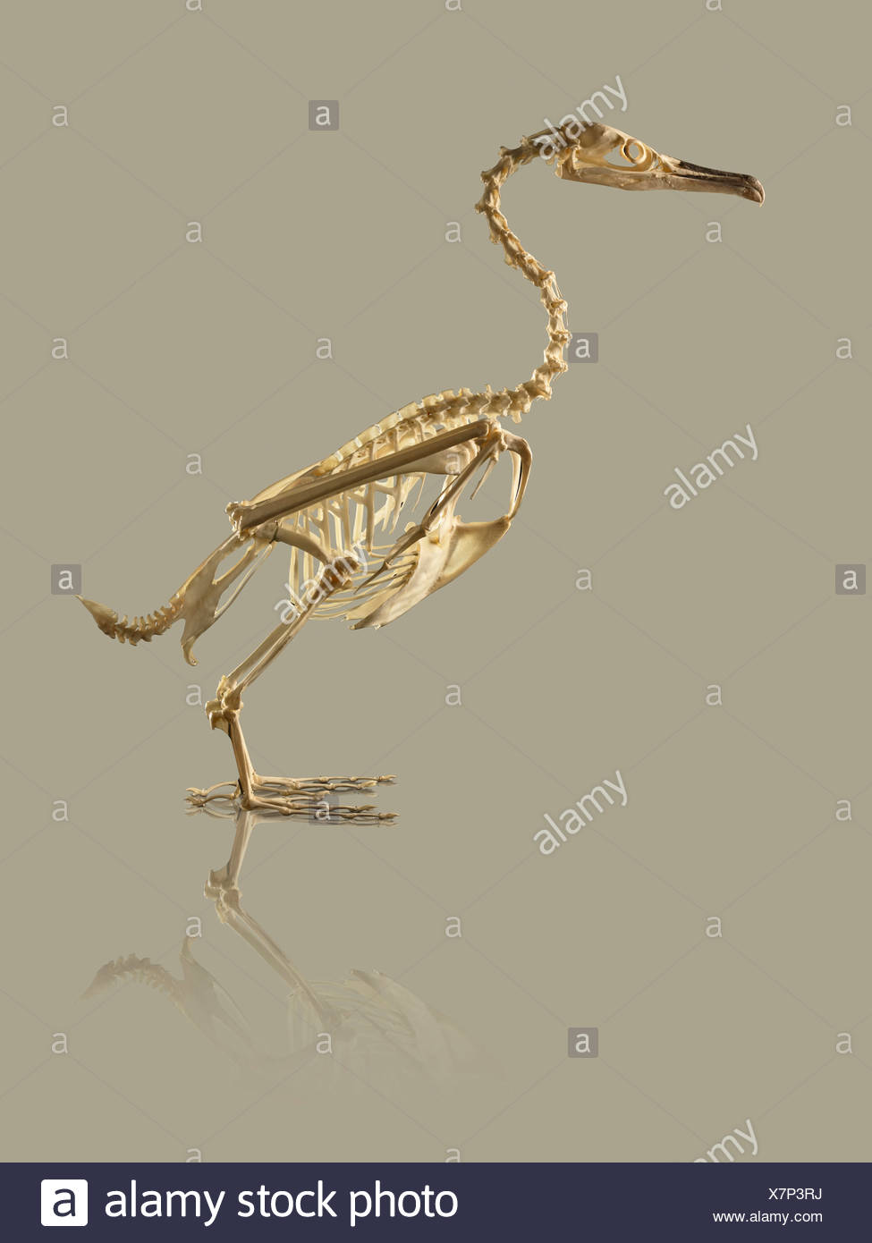 Animal Skeleton Stockfotos und -bilder Kaufen - Alamy