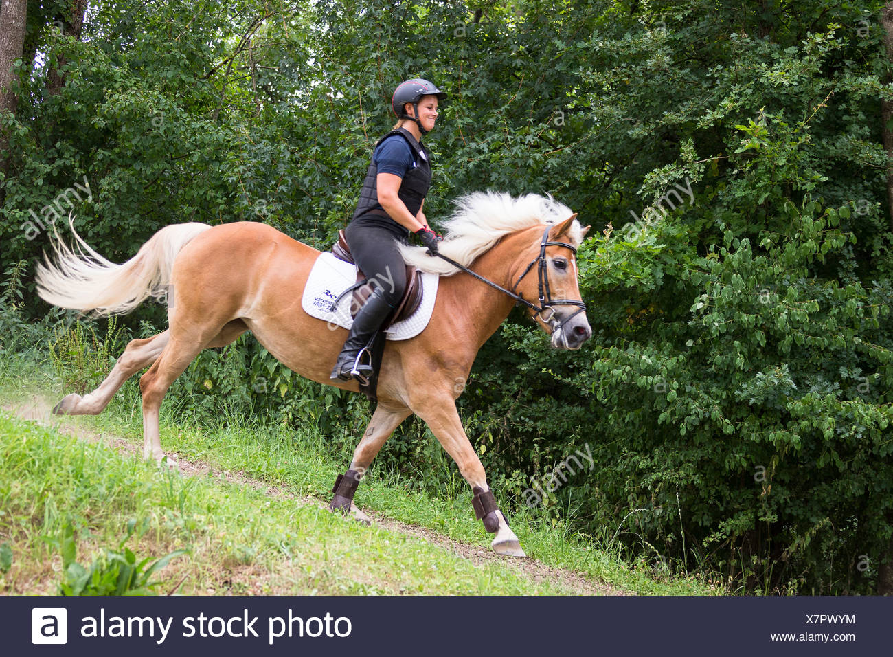 Haflinger Horse Rider Cross Country Ride Stockfotos und -bilder Kaufen ...