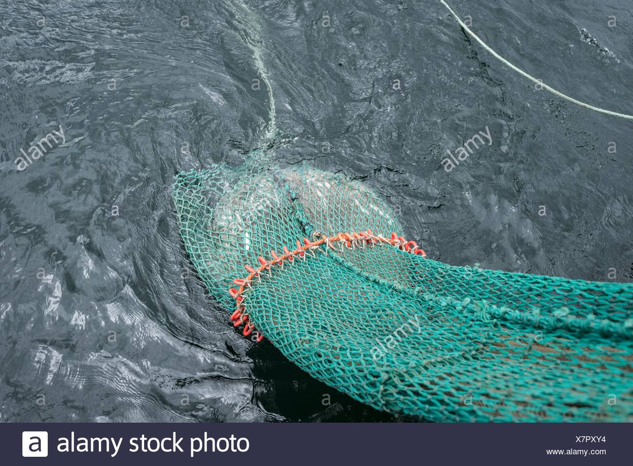 Netz Voller Fische Stockfotos und -bilder Kaufen - Alamy