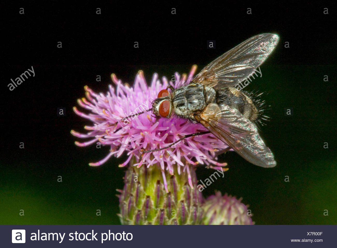 Fliegende Blume Stockfotos und -bilder Kaufen - Alamy