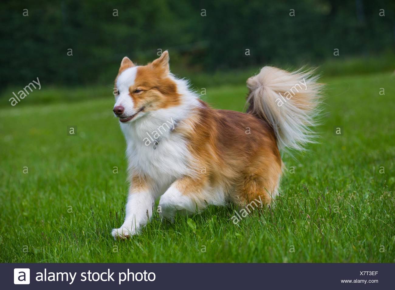 Isländische Schäferhunde Stockfotos & Isländische Schäferhunde Bilder ...