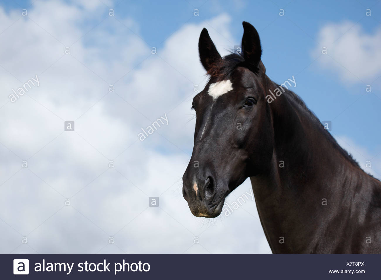 Schwarzes Pferd Stockfotos und -bilder Kaufen - Alamy