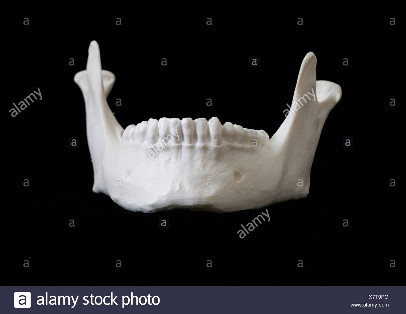 Menschlicher Unterkiefer Stockfotos und -bilder Kaufen - Alamy