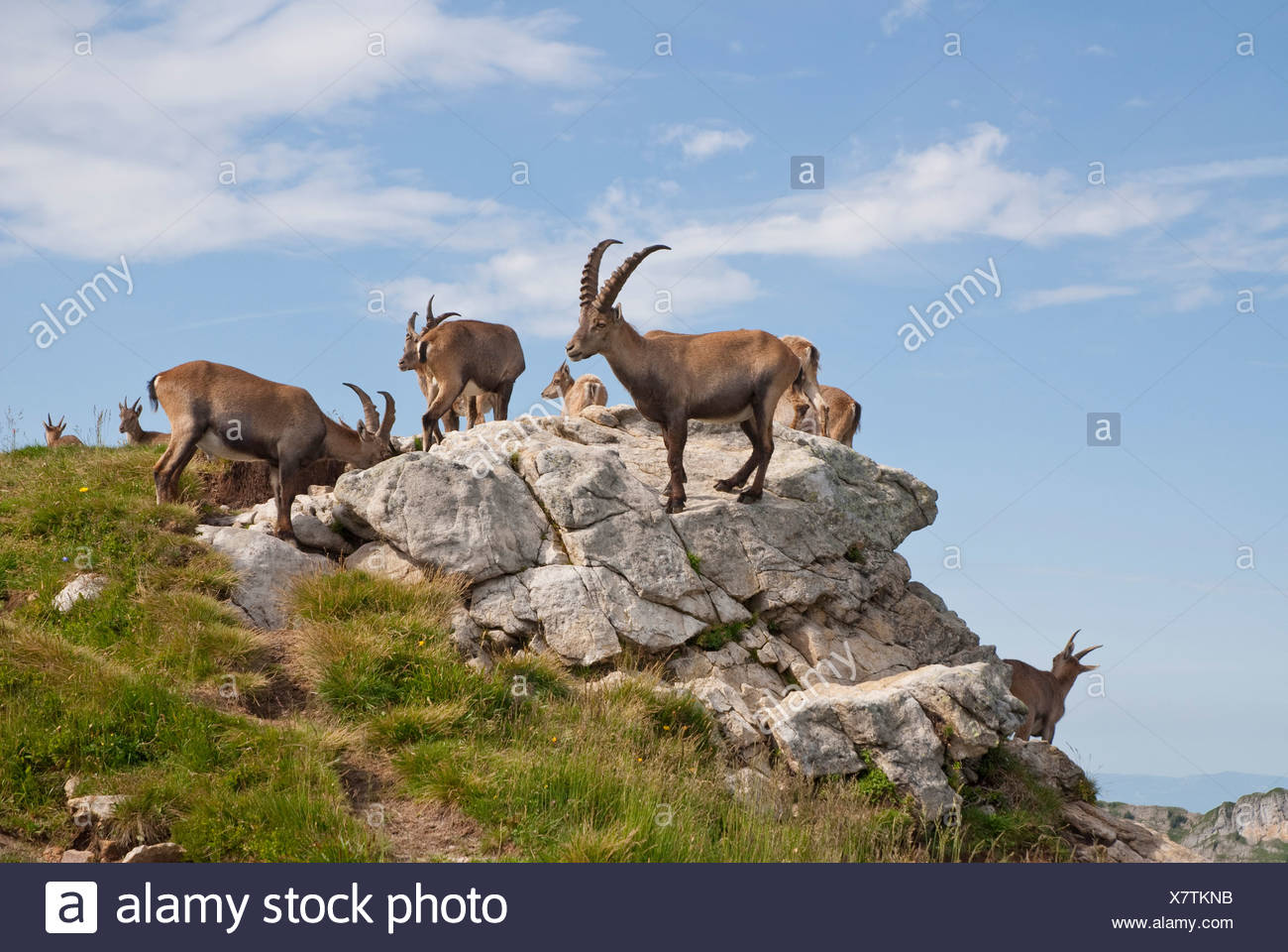 Alp Animals Stockfotos und -bilder Kaufen - Alamy
