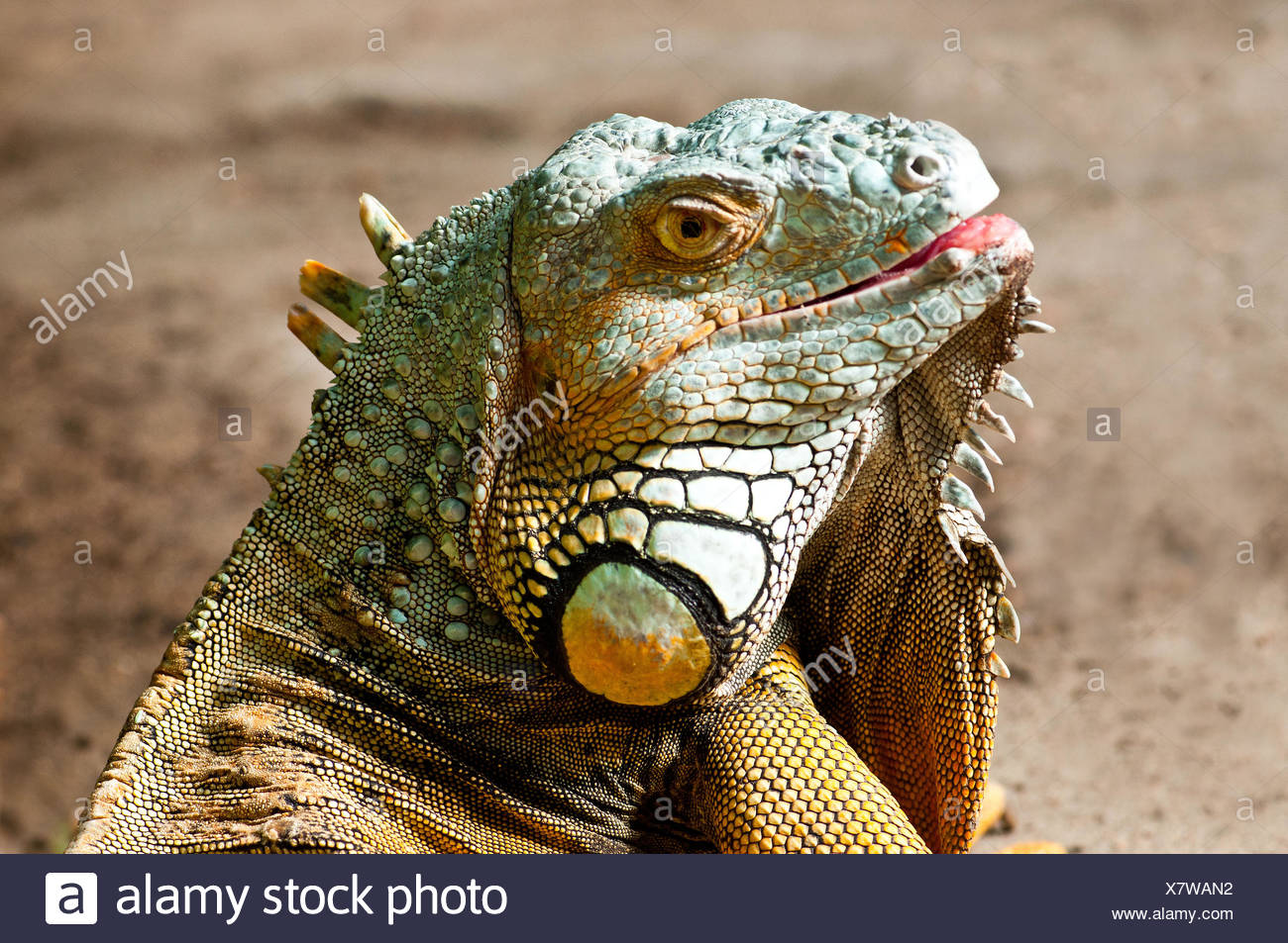 Leguan Lizard Stockfotos und -bilder Kaufen - Alamy