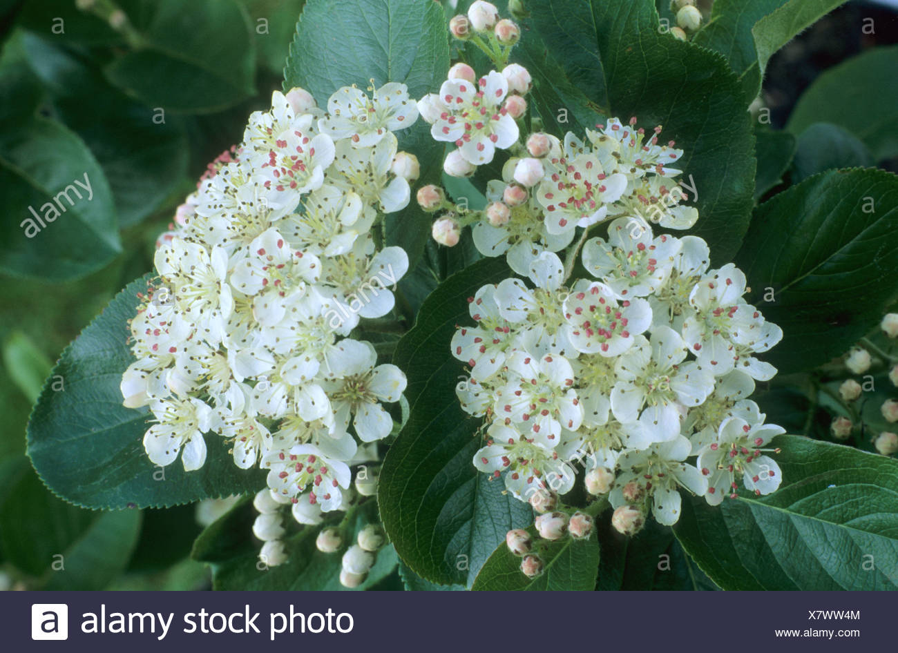 Aronia Melanocarpa Viking Stockfotos und -bilder Kaufen - Alamy