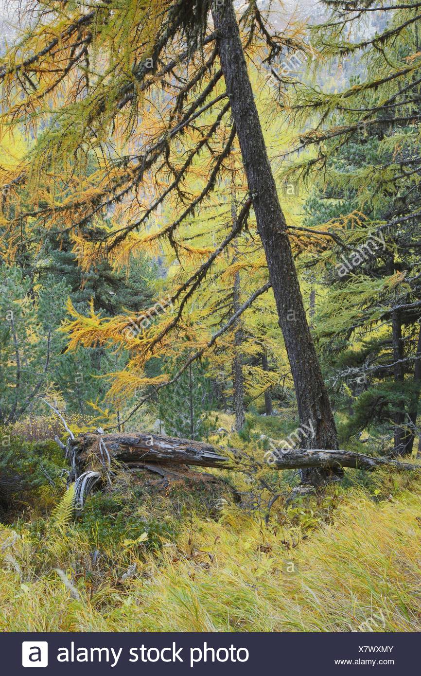 Larch Tree Forest Valais Stockfotos & Larch Tree Forest Valais Bilder ...