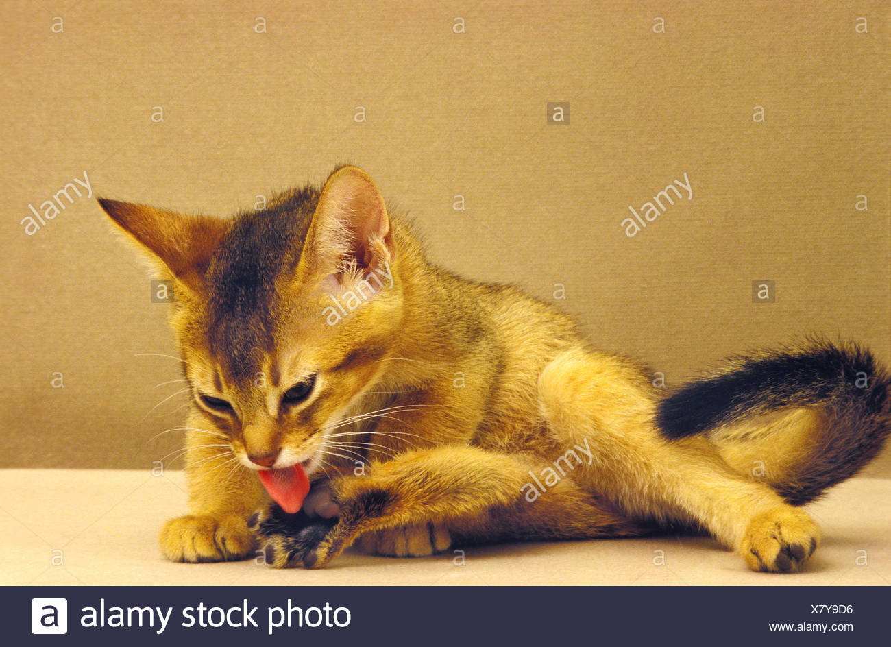 Cat Preening Itself Stockfotos und -bilder Kaufen - Alamy