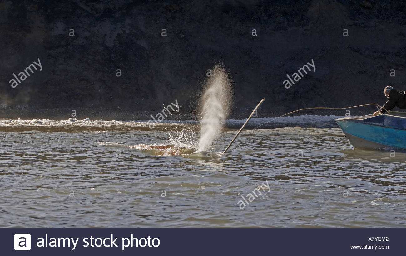 Whale Hunting Harpoon Stockfotos und -bilder Kaufen - Alamy