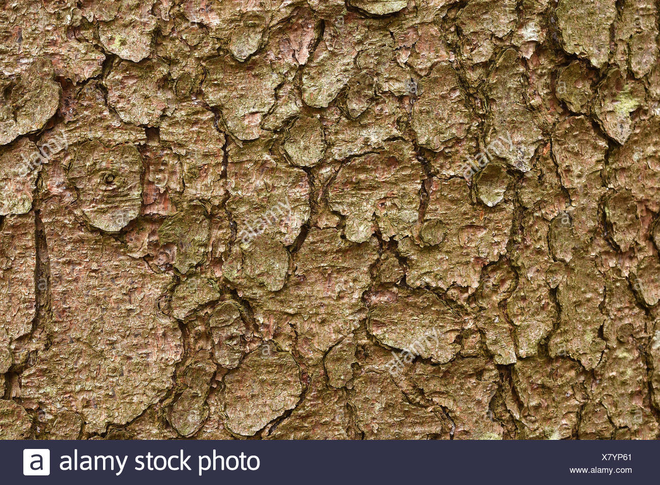 Fichte Baumrinde Stockfotos und -bilder Kaufen - Alamy
