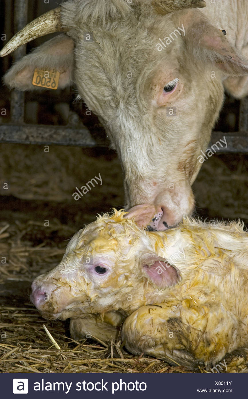Tierarzt Kuh Stockfotos und -bilder Kaufen - Alamy