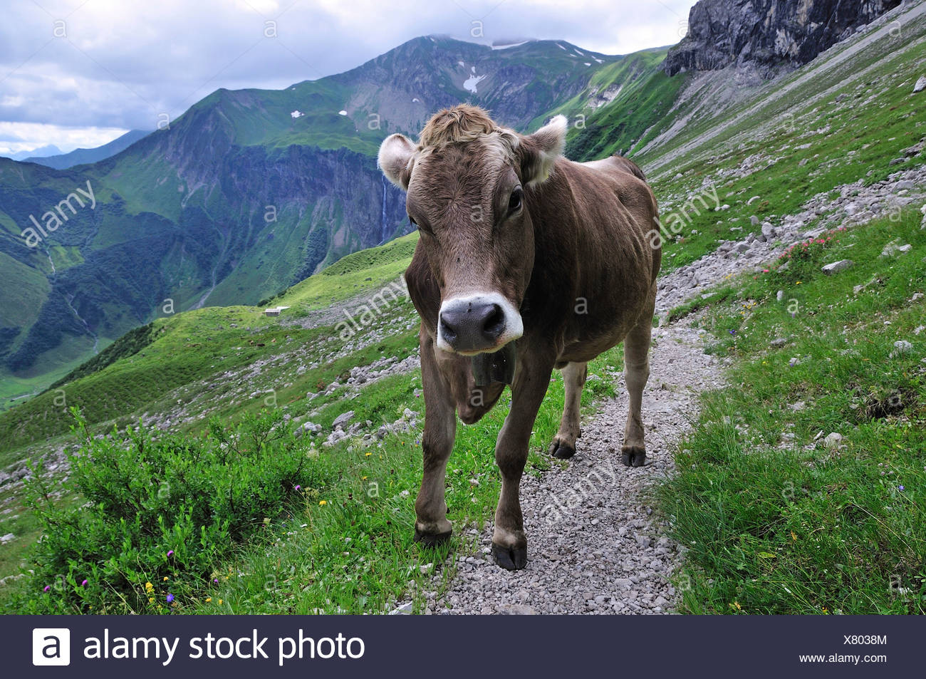 Allgau Cow Stockfotos und -bilder Kaufen - Alamy
