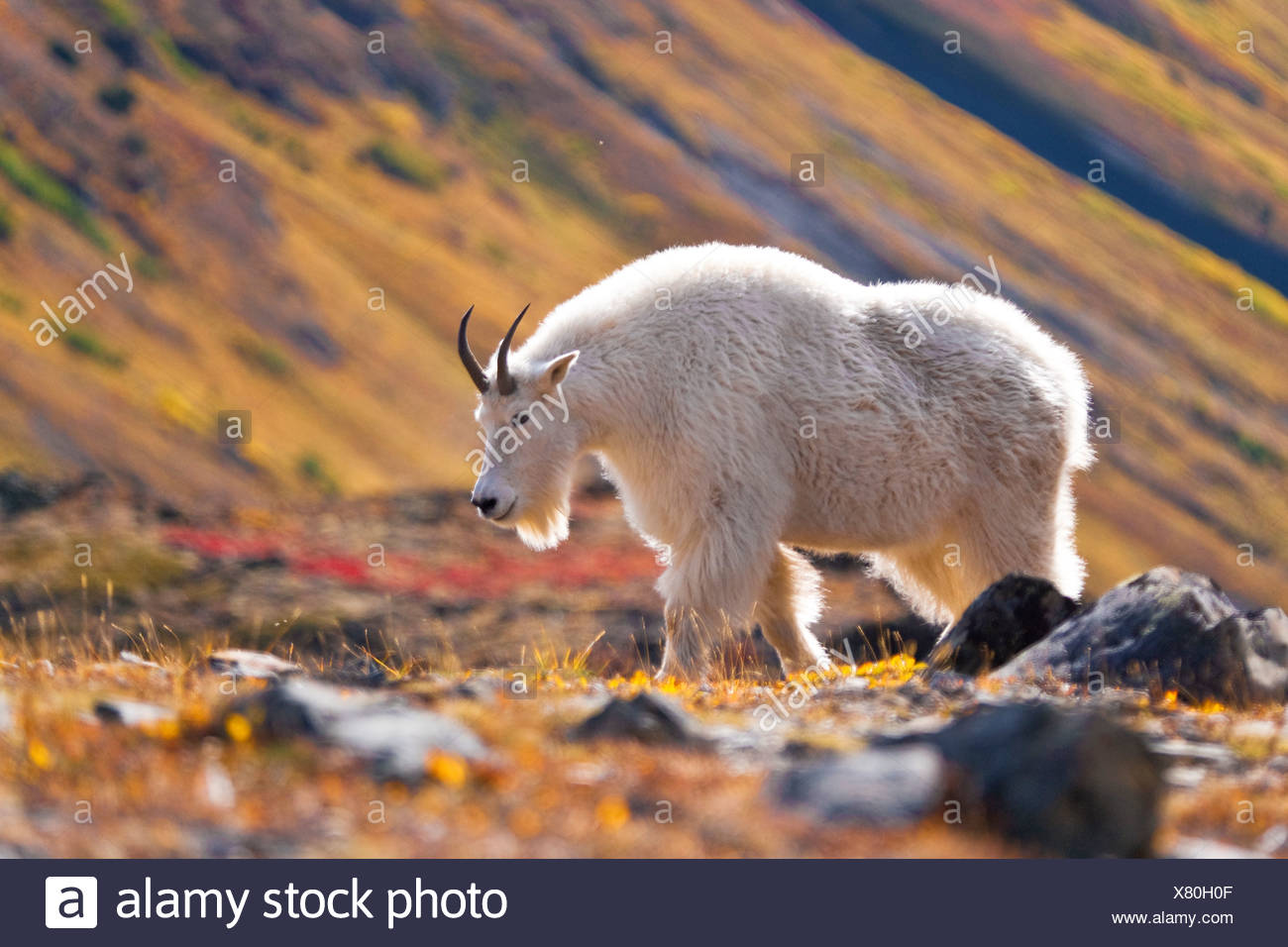 Mountain Goat Alaska Stockfotos & Mountain Goat Alaska Bilder - Alamy