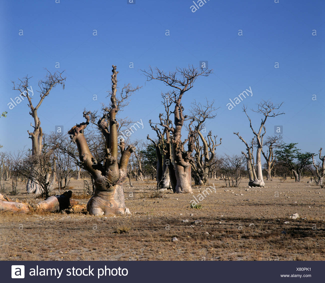 Moringa Trees National Park Namibia Stockfotos und -bilder Kaufen - Alamy