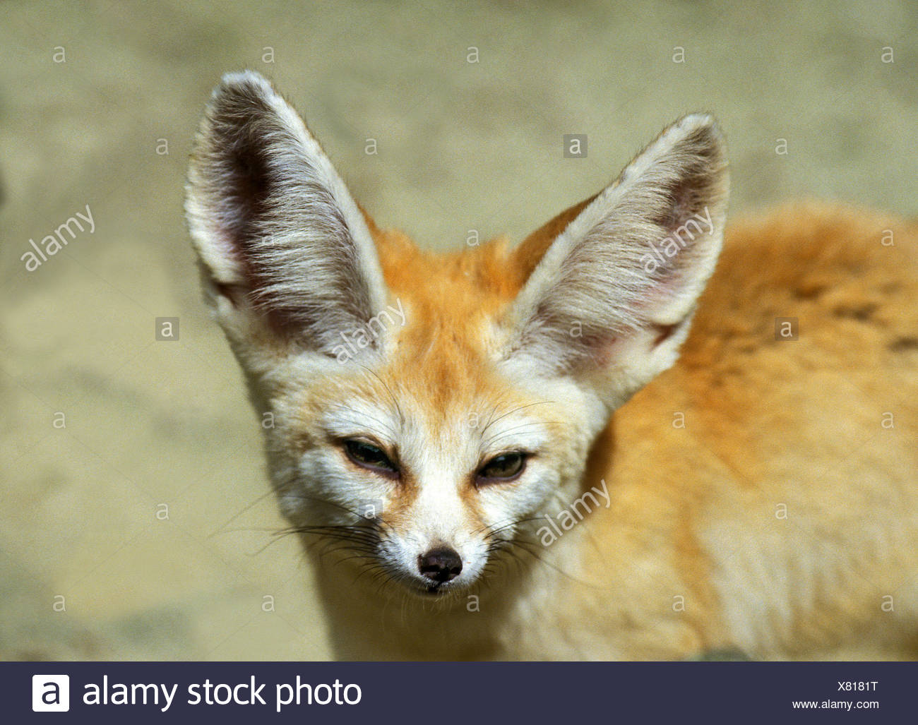 Fennek Fuchs Fennecus Zerda Stockfotos und -bilder Kaufen - Alamy
