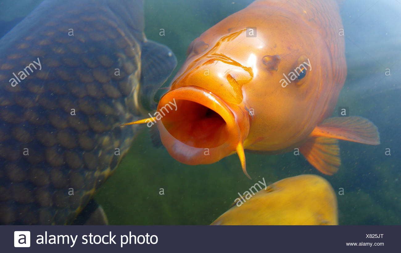 Freshwater Fishs Stockfotos & Freshwater Fishs Bilder - Alamy