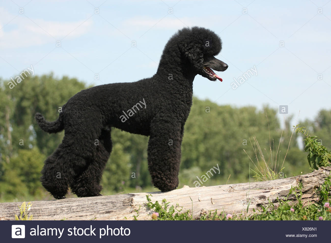 King Poodle Stockfotos & King Poodle Bilder - Alamy