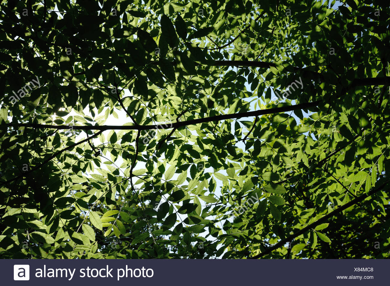 Gemeine Esche Stockfotos und -bilder Kaufen - Alamy