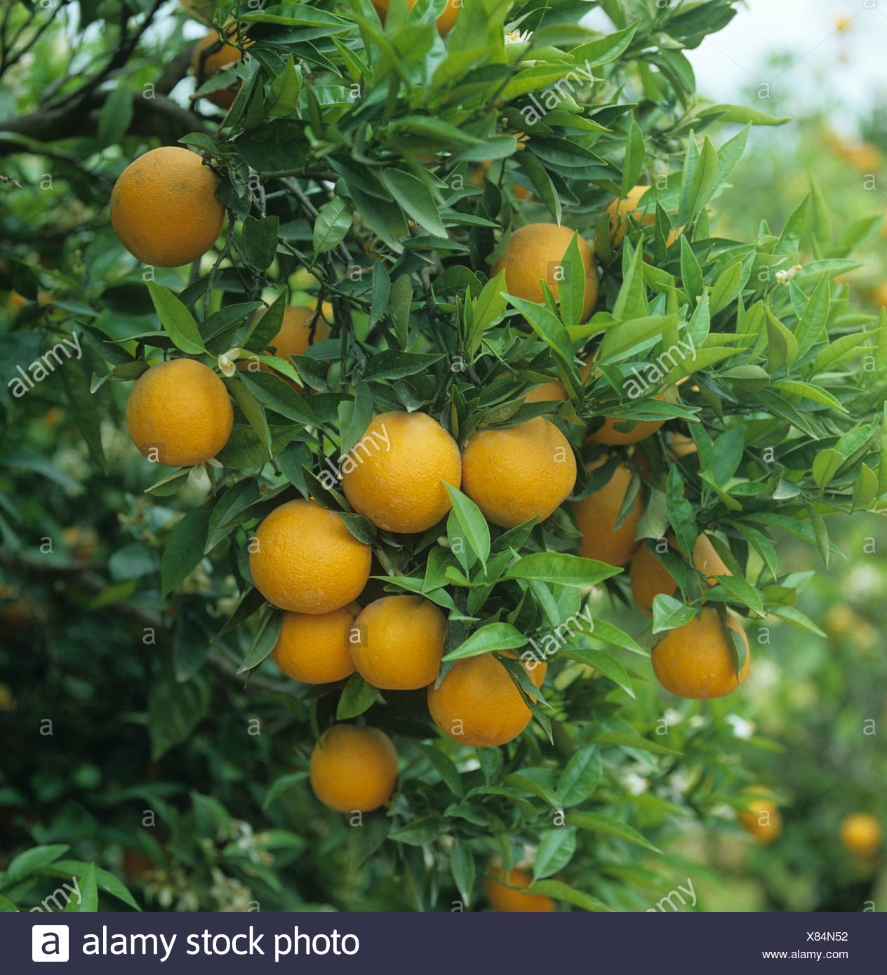 Oranges Fruit Citrus Trees Stockfotos und -bilder Kaufen - Alamy
