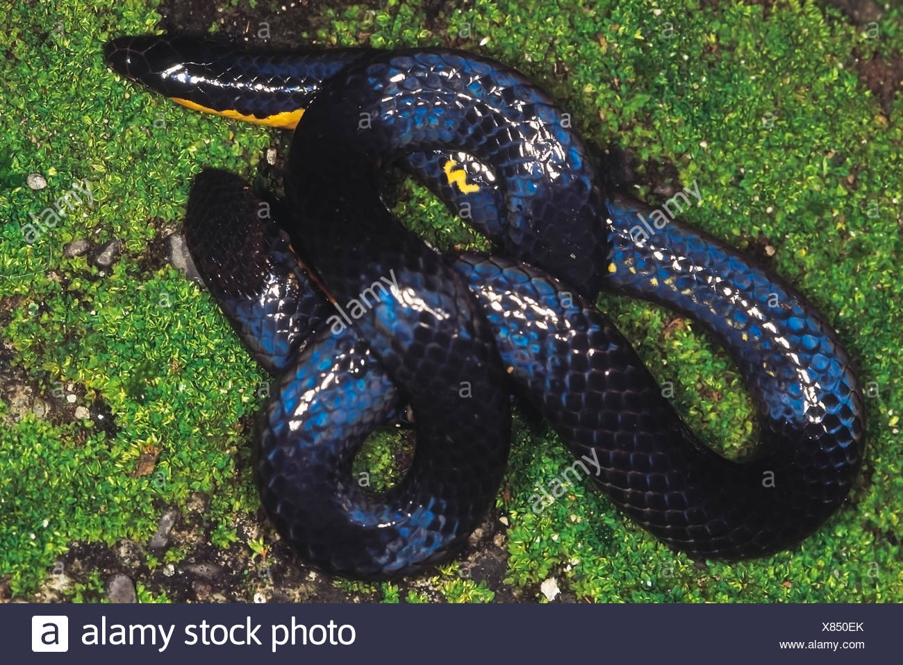 Shieldtail Snake Stockfotos und -bilder Kaufen - Alamy