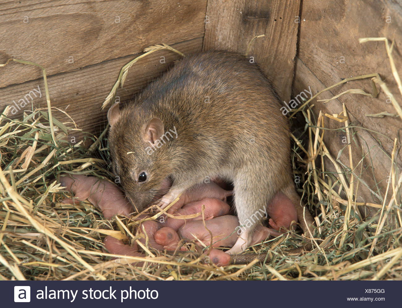 Baby Rats Stockfotos und -bilder Kaufen - Alamy
