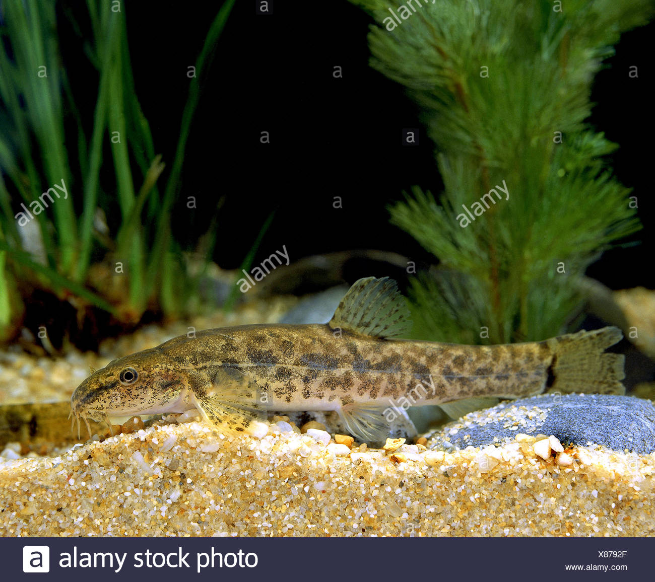 Loach Cobitis Taenia Stockfotos und -bilder Kaufen - Alamy