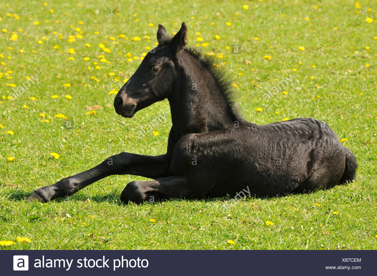 Friesen Fohlen Stockfotos und -bilder Kaufen - Alamy