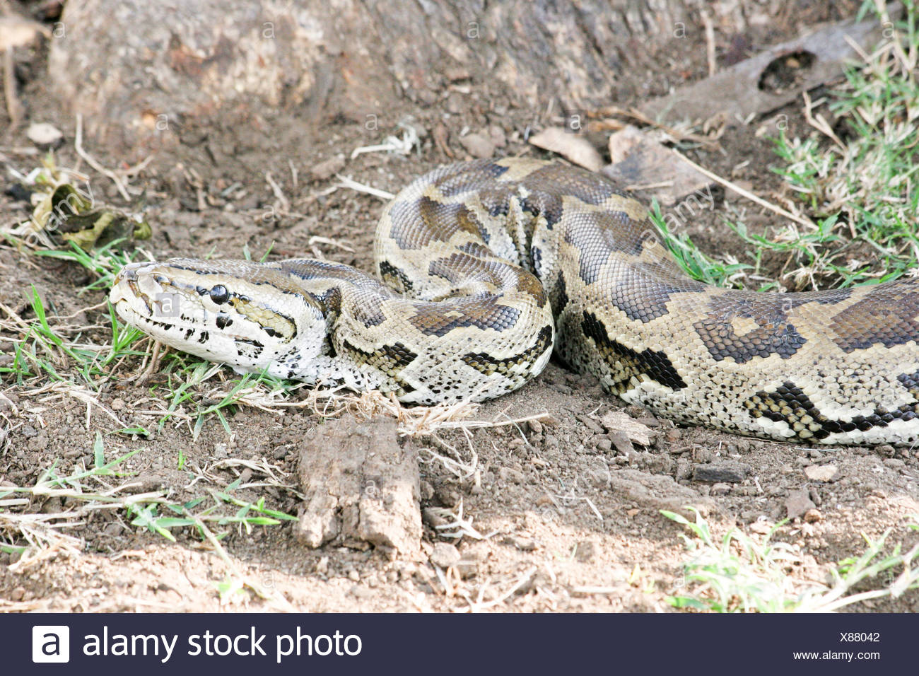 African Rock Python Stockfotos und -bilder Kaufen - Alamy