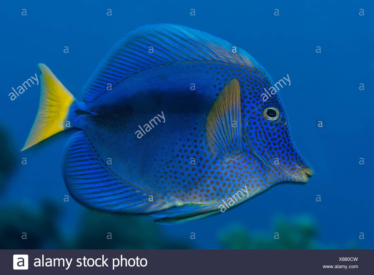 Roter Fisch Blauer Fisch Stockfotos und -bilder Kaufen - Alamy
