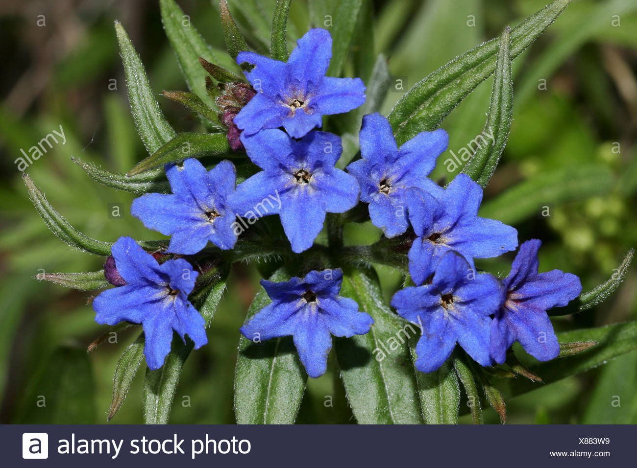 Purple Gromwell Buglossoides Purpurocaerulea Syn Stockfotos und -bilder ...