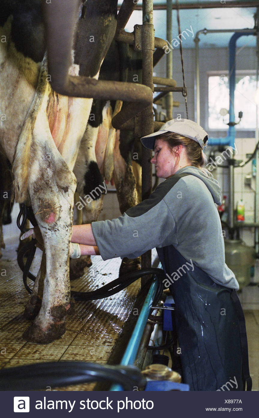Farmer Woman Automatic Milking Machine Stockfotos und -bilder Kaufen ...