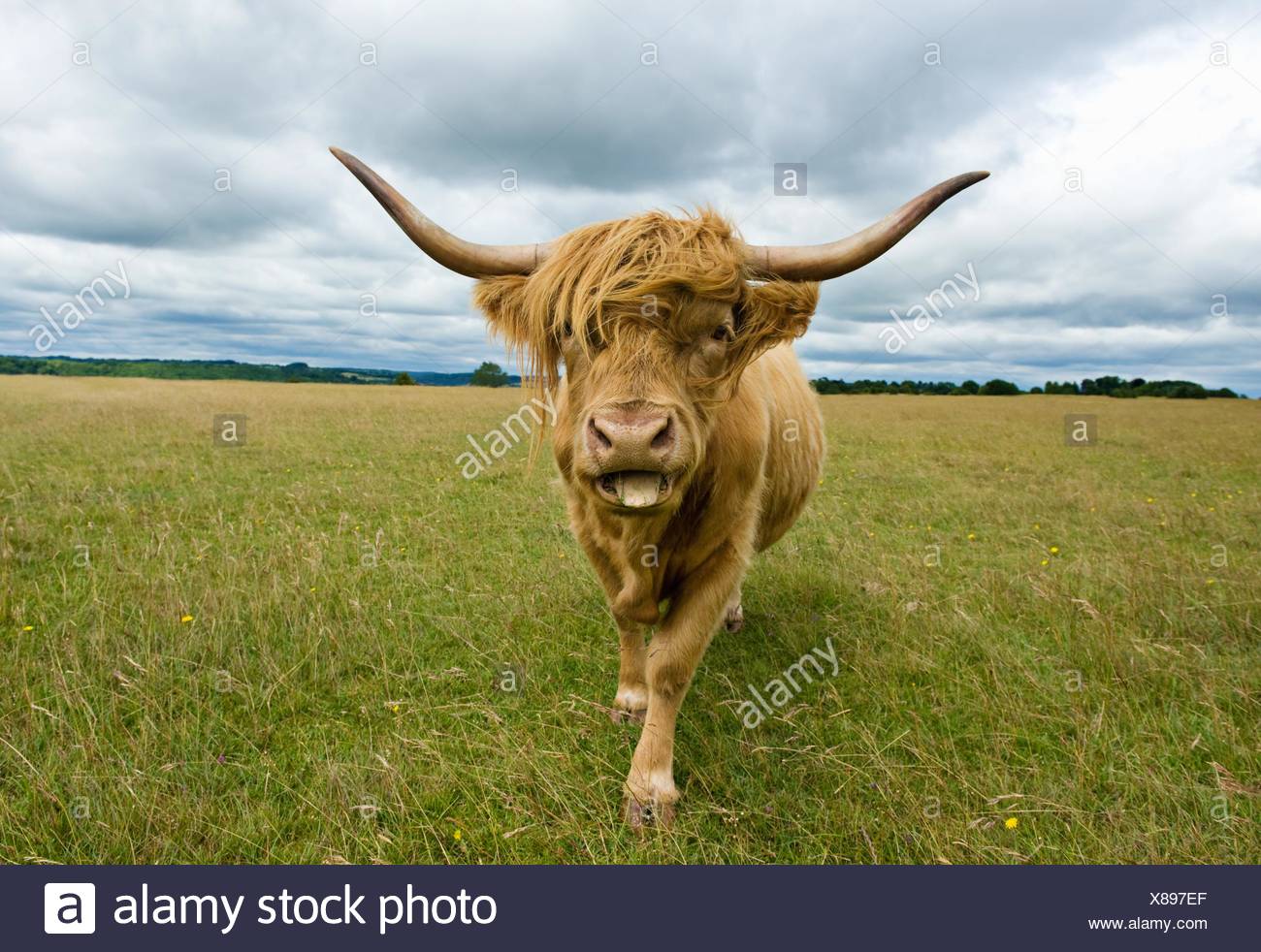 Kuh Zunge Stockfotos und -bilder Kaufen - Alamy