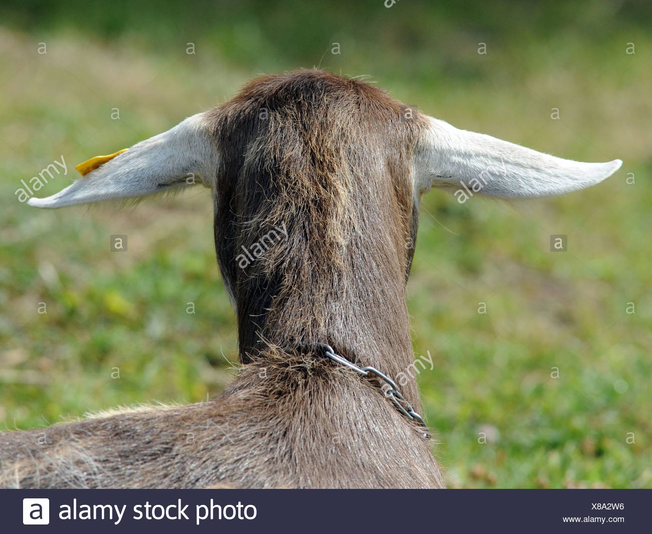Kopf Der Ziege Stockfotos und -bilder Kaufen - Alamy