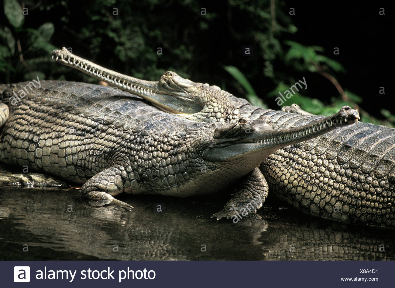 Echte Gavial Stockfotos und -bilder Kaufen - Alamy