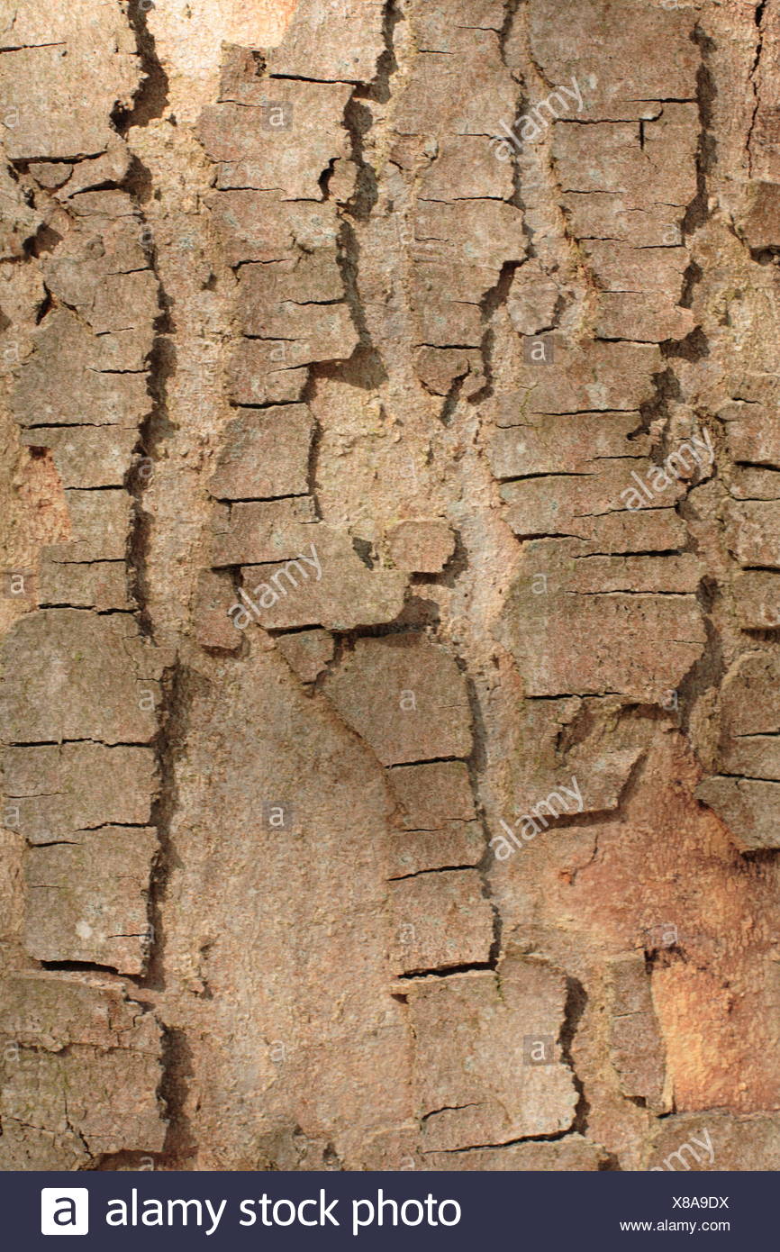 Ahorn Rinde Stockfotos und -bilder Kaufen - Alamy