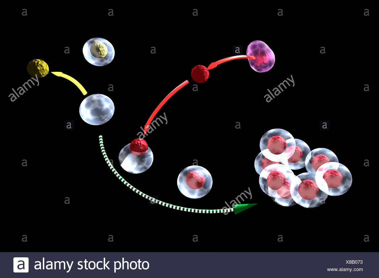 Therapeutisches Klonen Stockfotos und -bilder Kaufen - Alamy