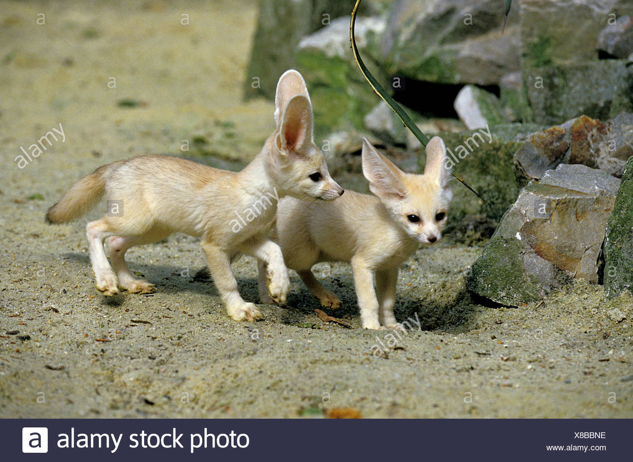 Fennekus Zerda Stockfotos & Fennekus Zerda Bilder - Alamy