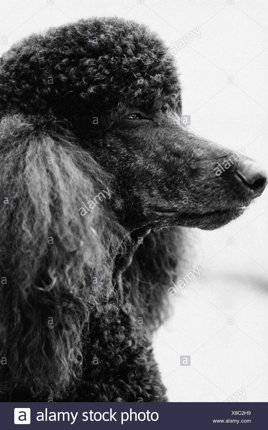 Schwarzer Pudel Stockfotos und -bilder Kaufen - Alamy