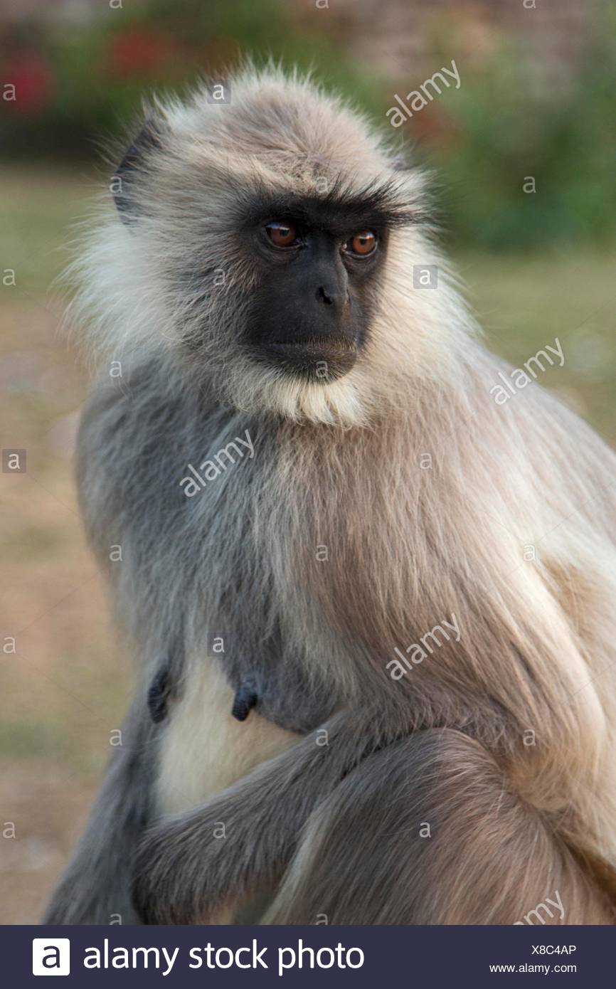 Schwarzer Affe Stockfotos & Schwarzer Affe Bilder - Alamy