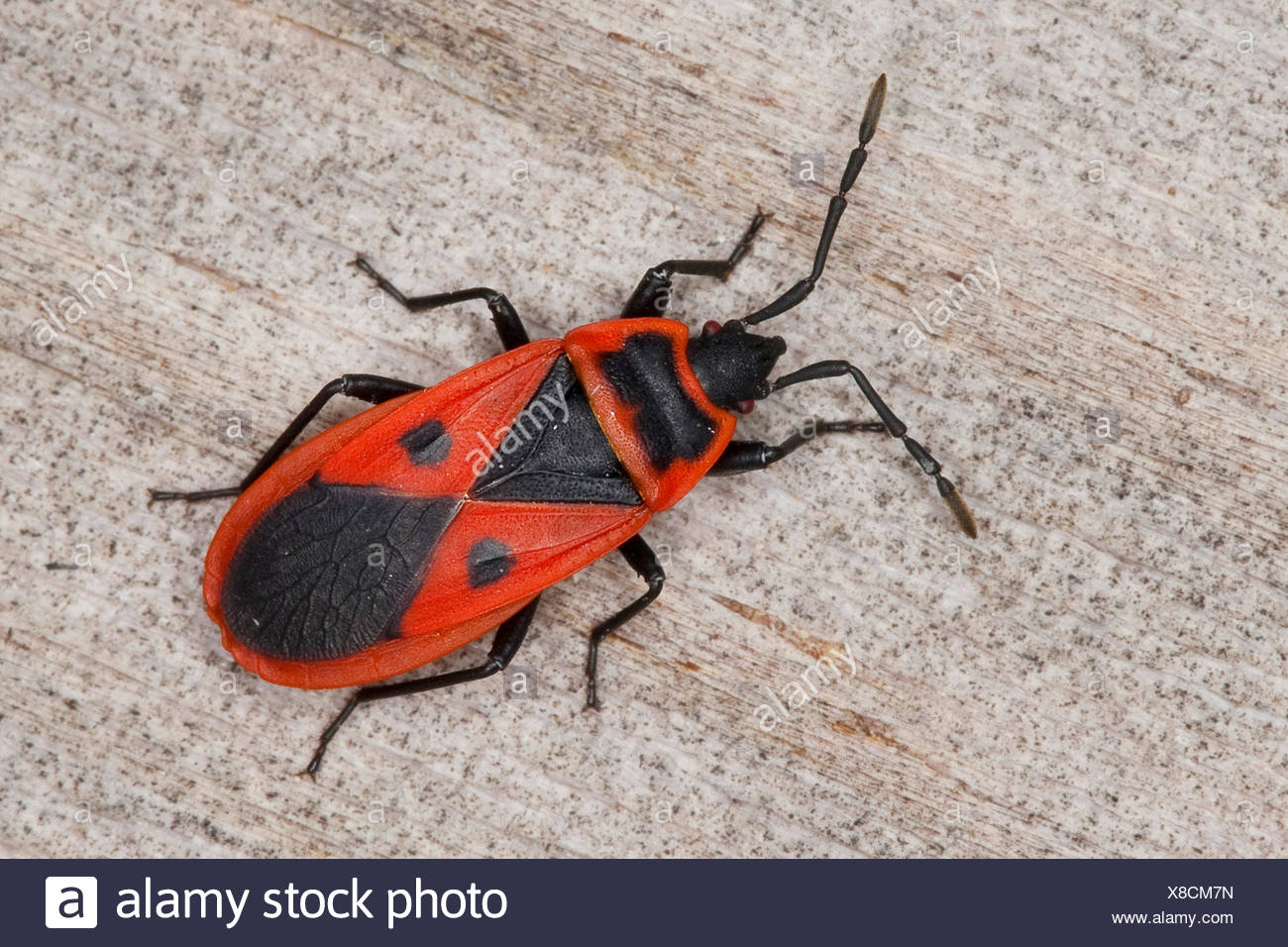 Rote Wanze Stockfotos und -bilder Kaufen - Alamy