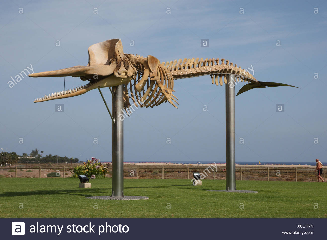 Pottwal Skelett Stockfotos und -bilder Kaufen - Alamy