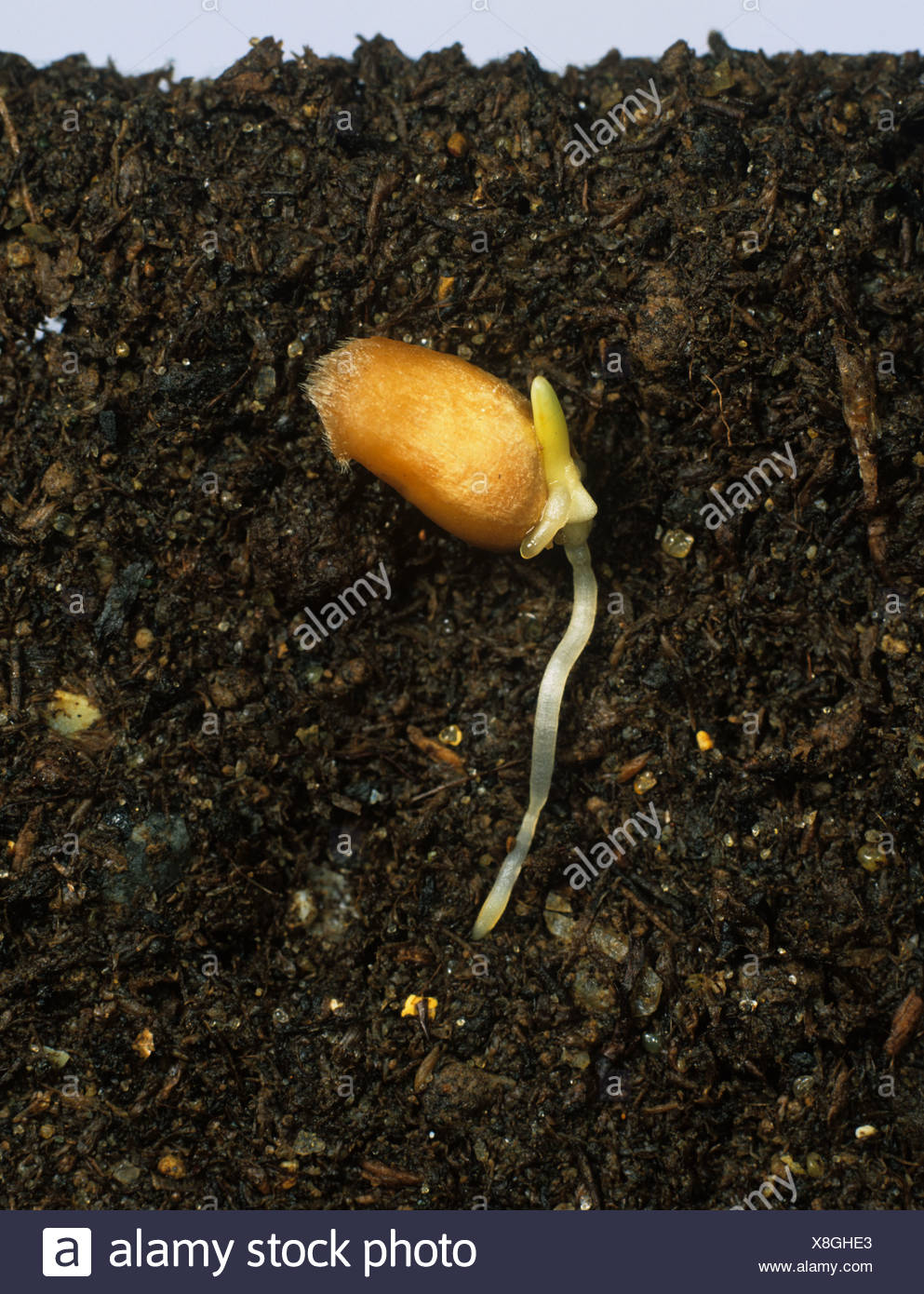 Cereal Root Germinate Agriculture Stockfotos und -bilder Kaufen - Alamy