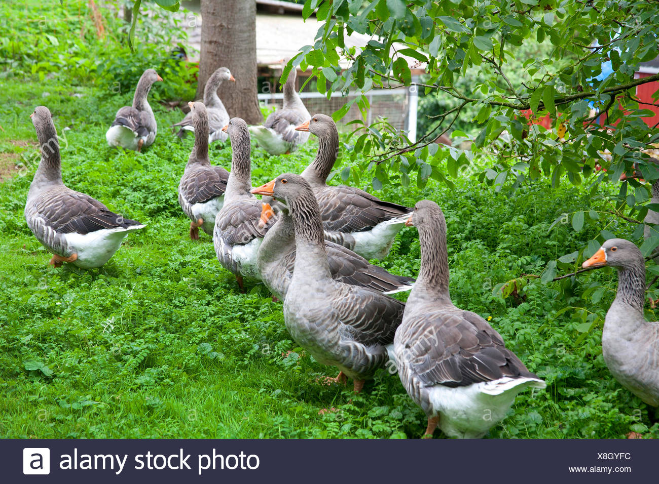 Haus Gans Stockfotos & Haus Gans Bilder - Alamy