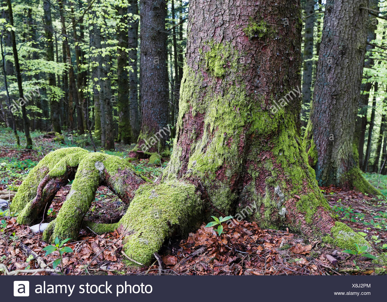 Spruce Root Stockfotos und -bilder Kaufen - Alamy