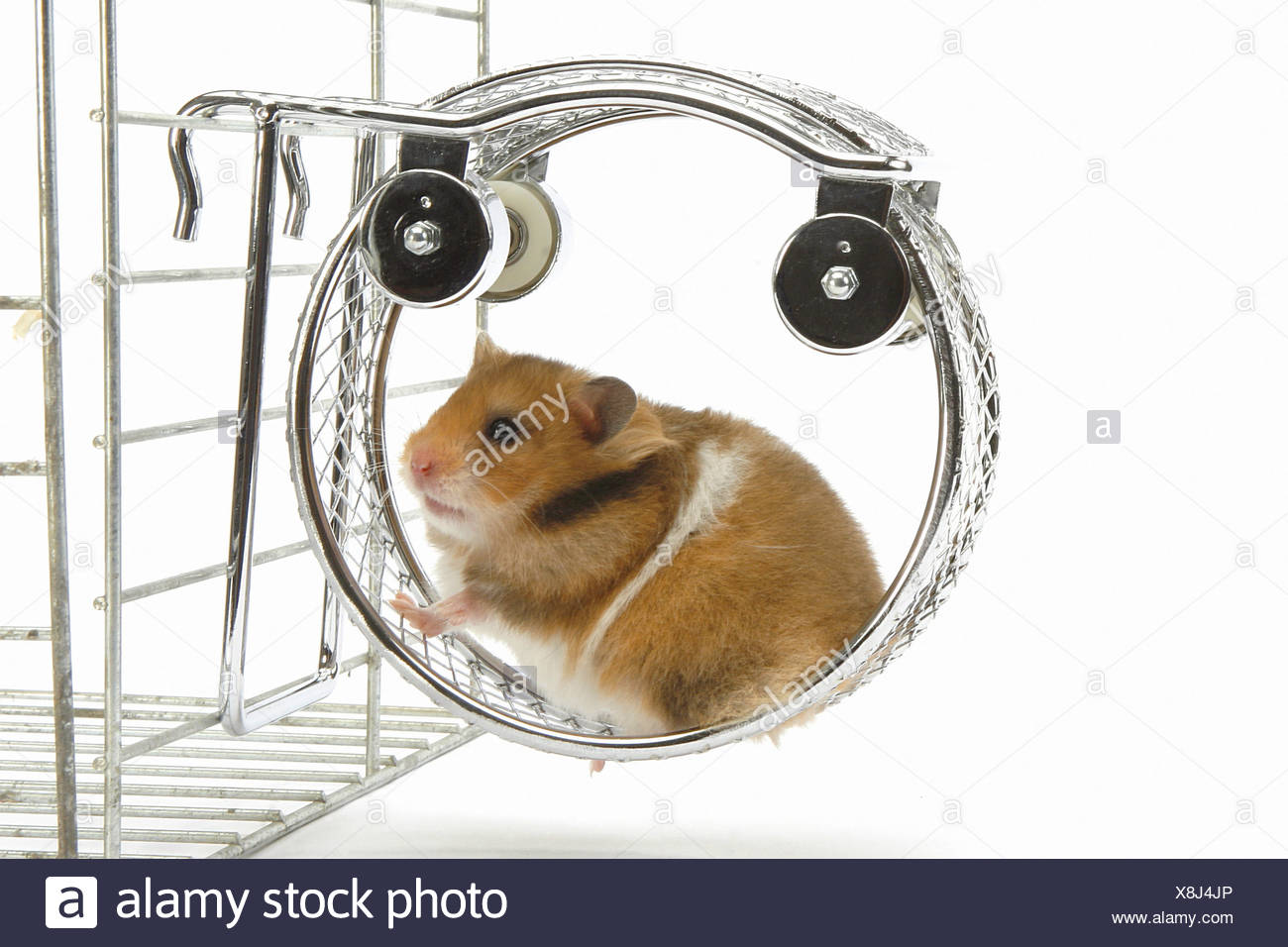 Goldhamster Laufrad Stockfotos und -bilder Kaufen - Alamy